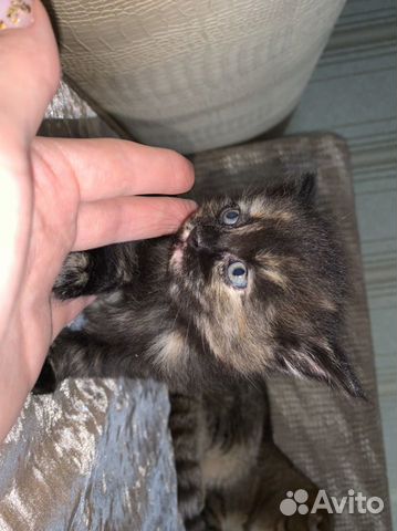 Котята британцы