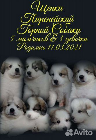 Пиренейский Мастиф