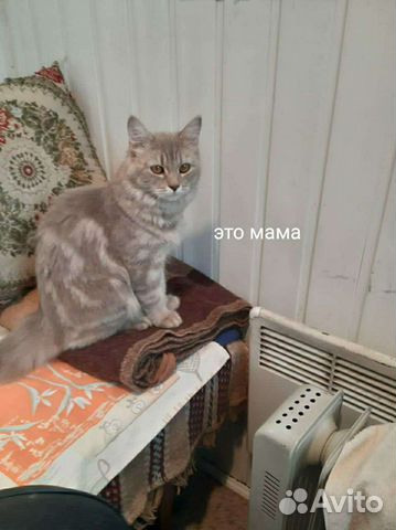 Продажа котят