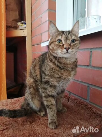 Кошка