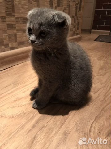 Отдам в добрые руки вислоухого котенка