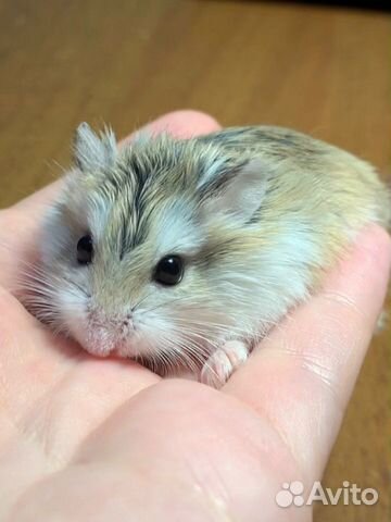 Хомячки Роборовского