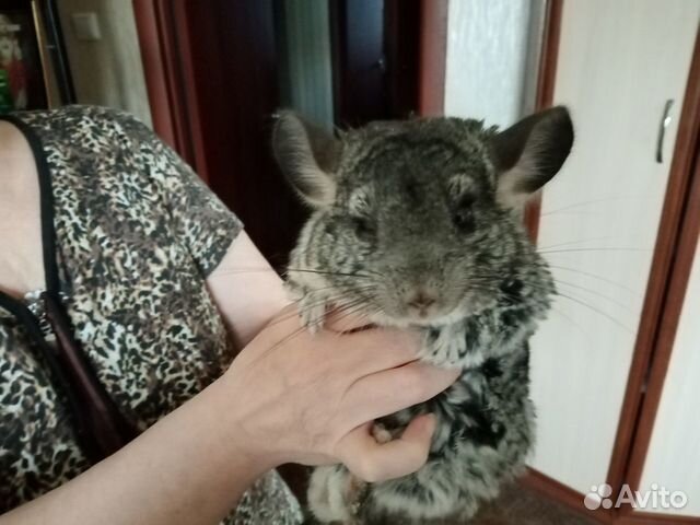 Шиншилла + клетка + прогулочный шар + ванночка