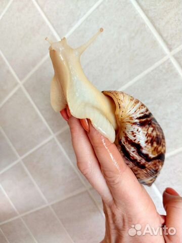 Отдам в дар улитка ахатин