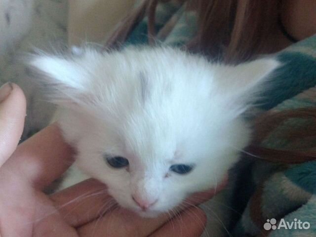 Турецкая ангора