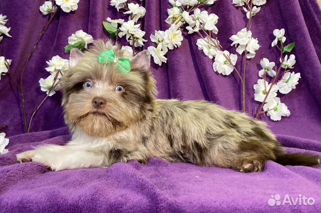 Йорк шокомерле 2 голубых глаза парень