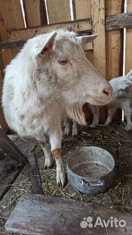 Коза с козлятами (козочки)