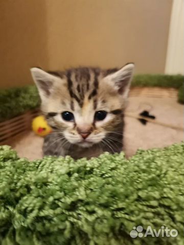Котята мальчики и девочки 1,2 мес в добрые руки