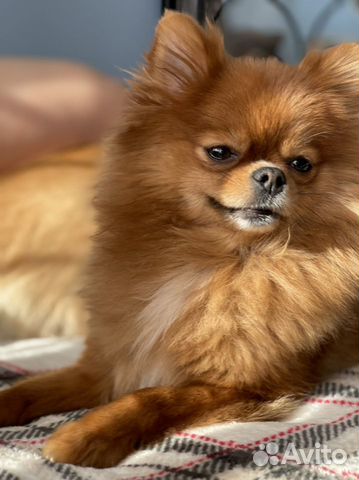 Померанский шпиц девочка