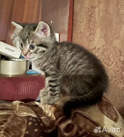 Котята в добрые руки бесплатно