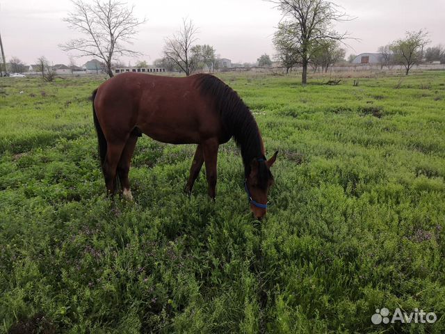 Арабский жеребец