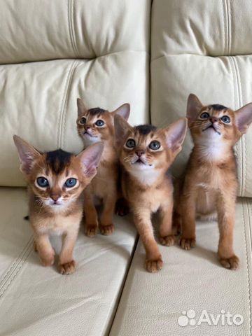 Абиссинские клубные котята
