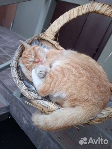 Прекрасный котик ищет дом