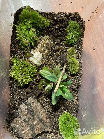 Муравьи Myrmica sp