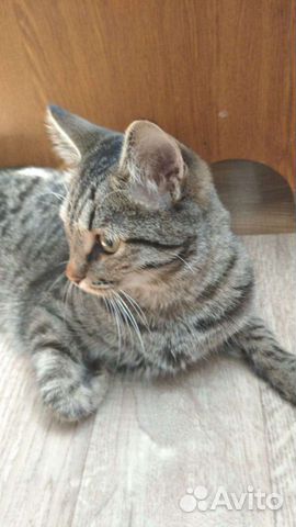 Котефейчик