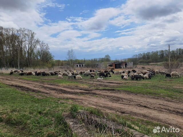 Овцематки с ягнятами