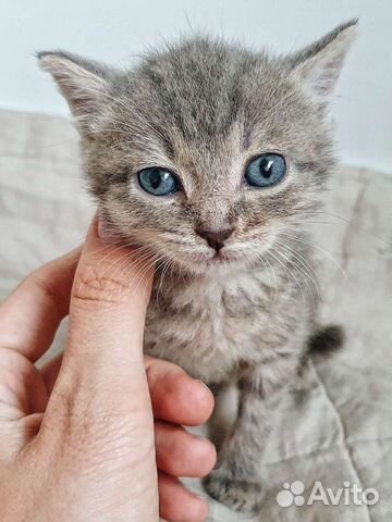 Котенок по имени Лайк в добрые руки