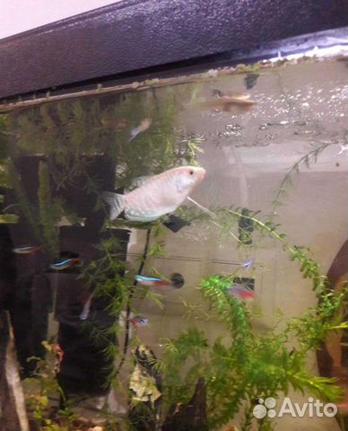 Рыбка Гурами Белоснежная девочка Обмен