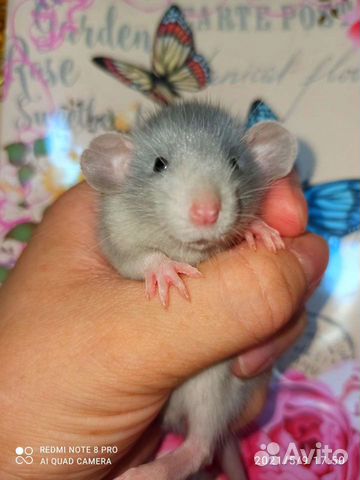 Голубой окрас крыски, редкие окрасы