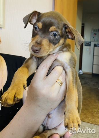 Той-терьер малыши