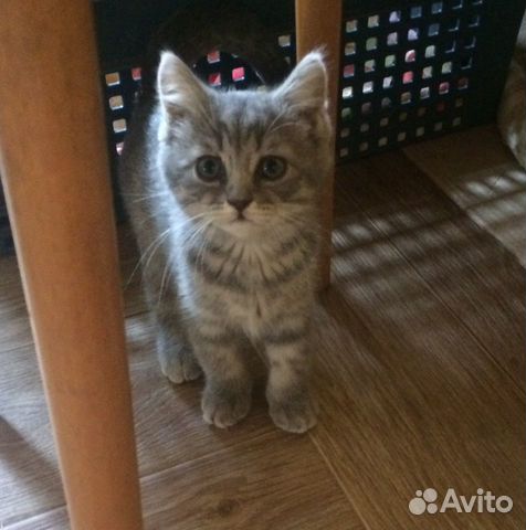 Котятки полукровки в добрые, заботливые руки