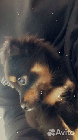 Продам собачку