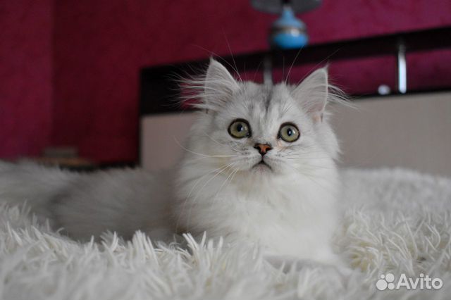 Девочка ns 11