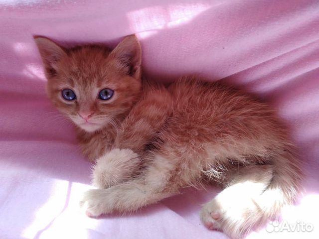 Котята бесплатно