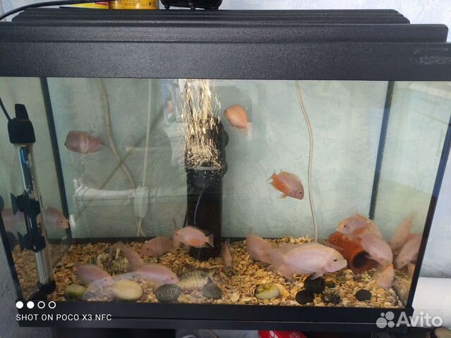 Аквариумные рыбки