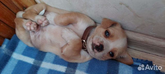 Собаки щенки