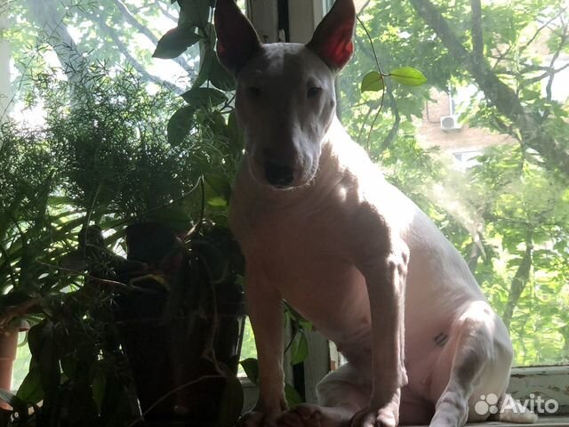 Бультерьер вязка