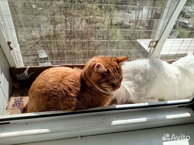 Кошачьи дети жора И рыжуля ищут дом