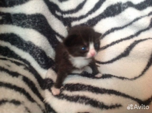 Котенок спасенный из мусорного контейнера в Пасху