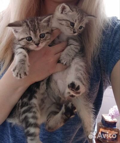 Шотландские котята