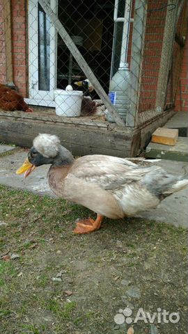 Селезень утки хохлатой