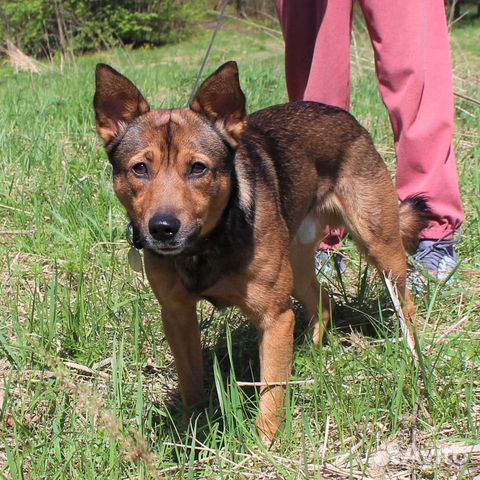 Собаку вывозят помогите Рагдаю