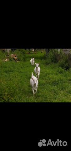 Продам коз оптом и в розницу. На молоко и на мясо