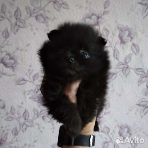 Мишутки