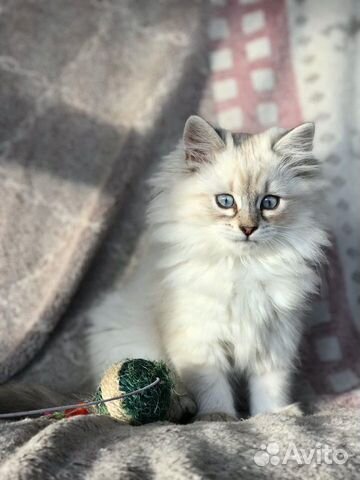 Невские маскарадные котята