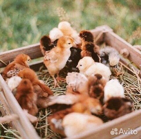 Недельные цыплята кур-несушек