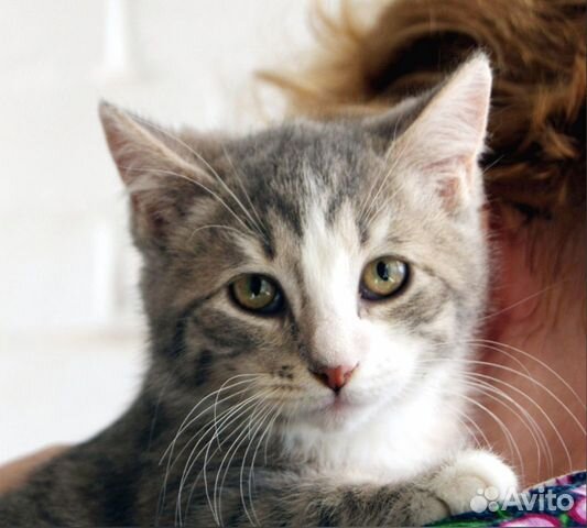 Кошечка дымочка