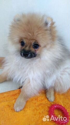 Немецкий шпиц