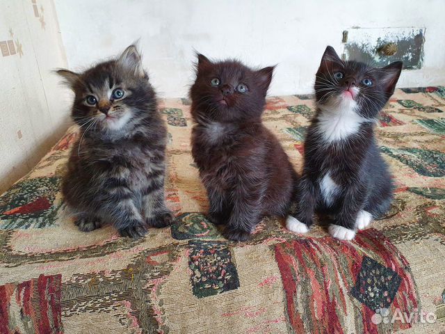 Котята домашние 1,5 месяца в добрые руки
