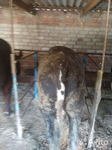 Быки на мясо