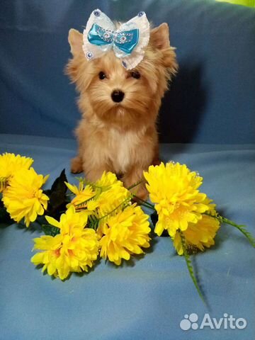 Золотое чудо