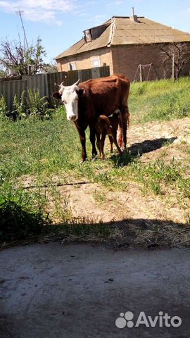 Телка с теленком