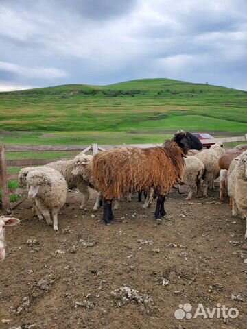 Бараны Эдельбай