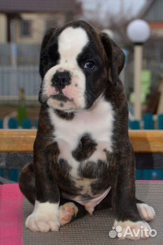 Щенок боксера тигрового окраса