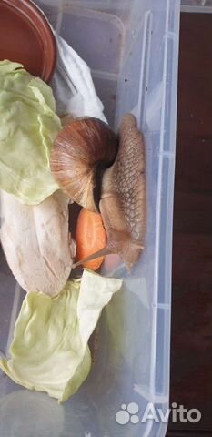 Отдам в дар улитку