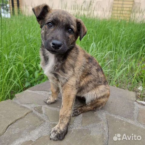 Милый щенок ищет дом